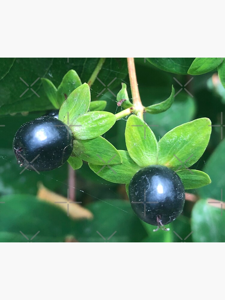 "Teeny Tiny Berries" Sticker for Sale by Photomersion | Redbubble