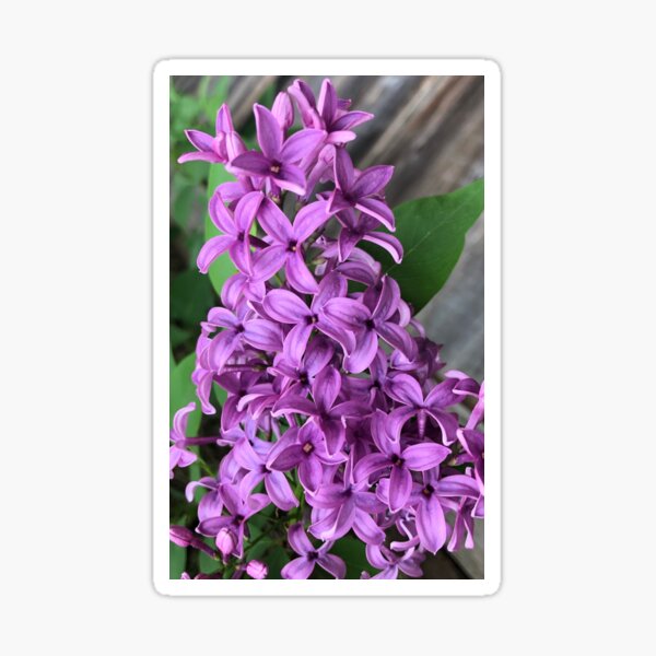 "Purple Fragrant Lilac Heaven" Sticker for Sale by Photomersion | Redbubble