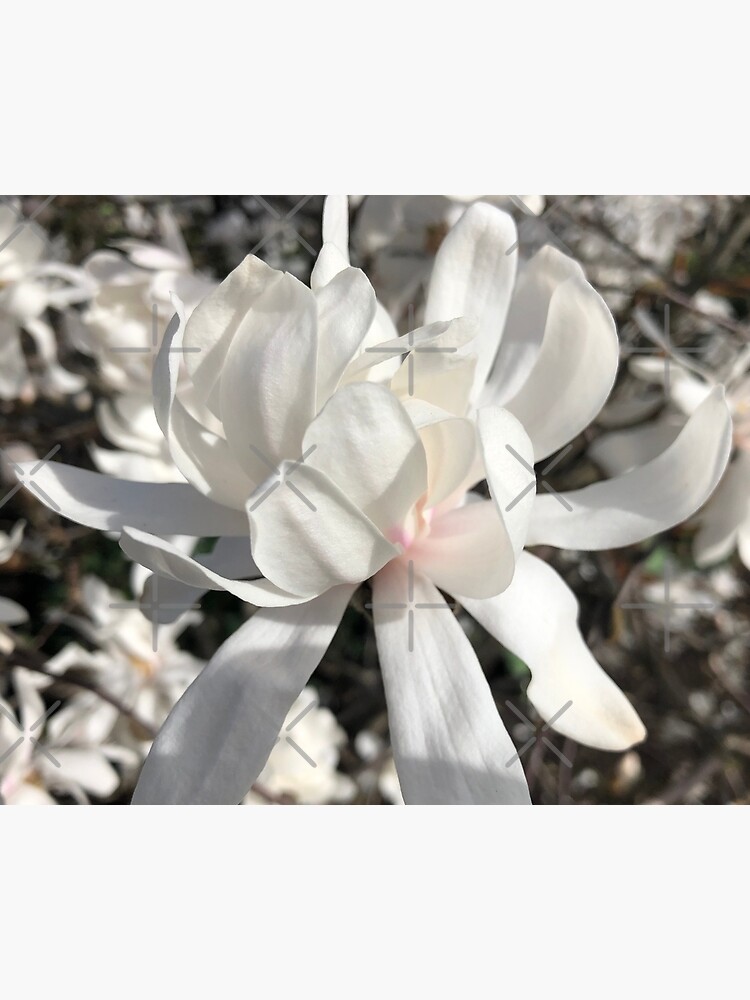 "Whte Spider Magnolia" Poster for Sale by Photomersion | Redbubble