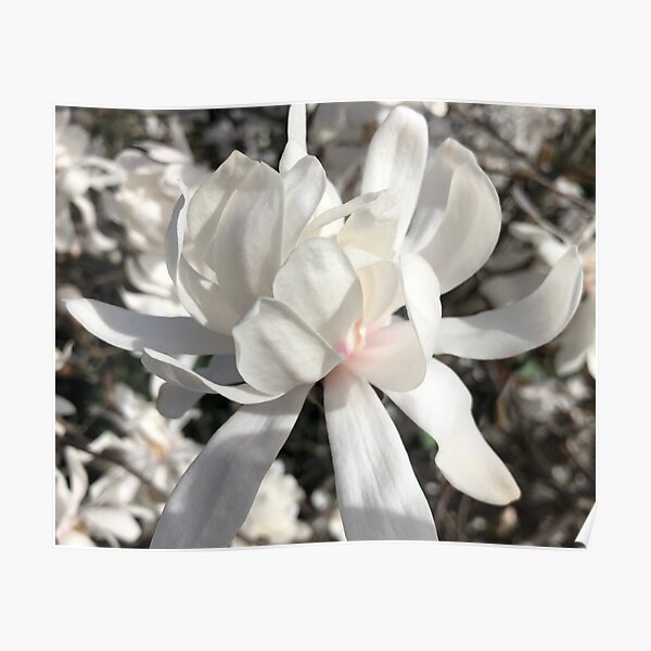 "Whte Spider Magnolia" Poster for Sale by Photomersion | Redbubble