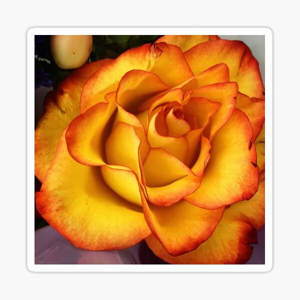 Earth Angels Collection 7391 Sticker For Sale By Earth Angels Redbubble