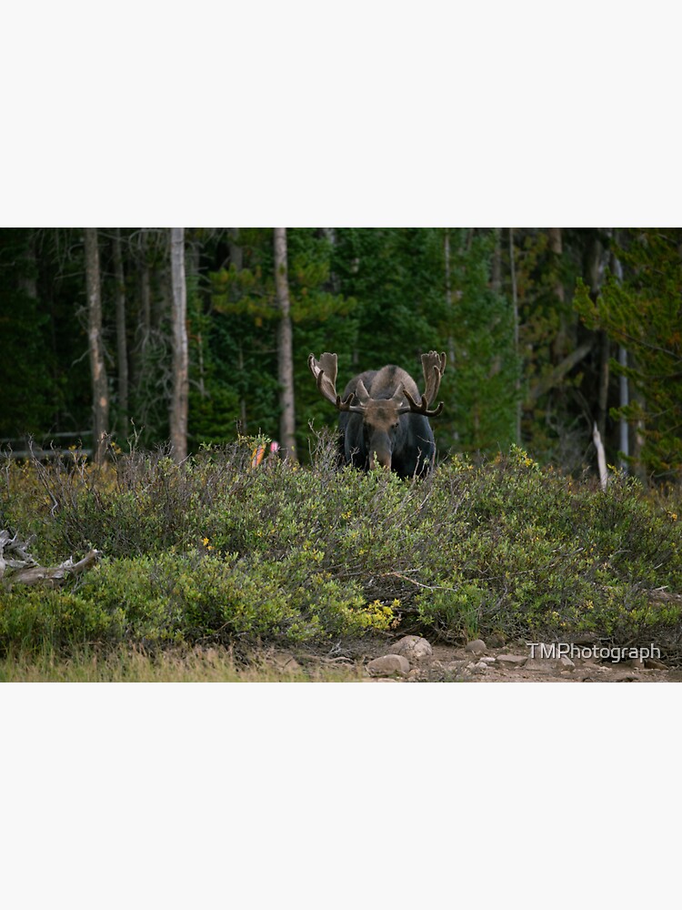 "Moose Eating Dinner " Sticker for Sale by TMPhotograph | Redbubble