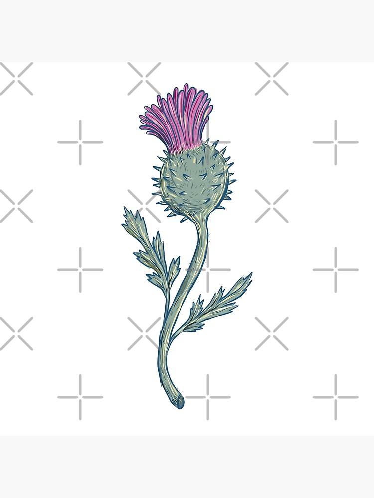 Scottish Thistle Drawing