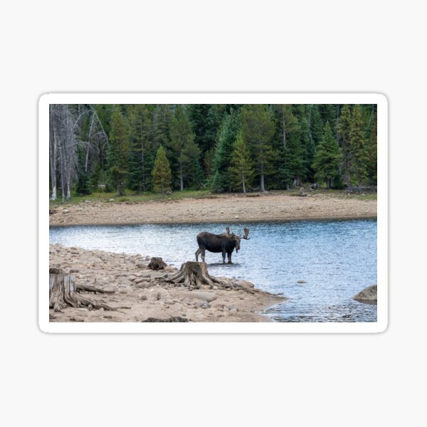 "Moose in Alpine Water " Sticker for Sale by TMPhotograph | Redbubble