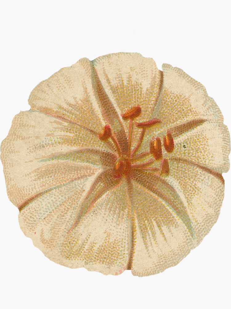 "Vintage lithography - Moonflower" Sticker for Sale by VeroBDesign ...
