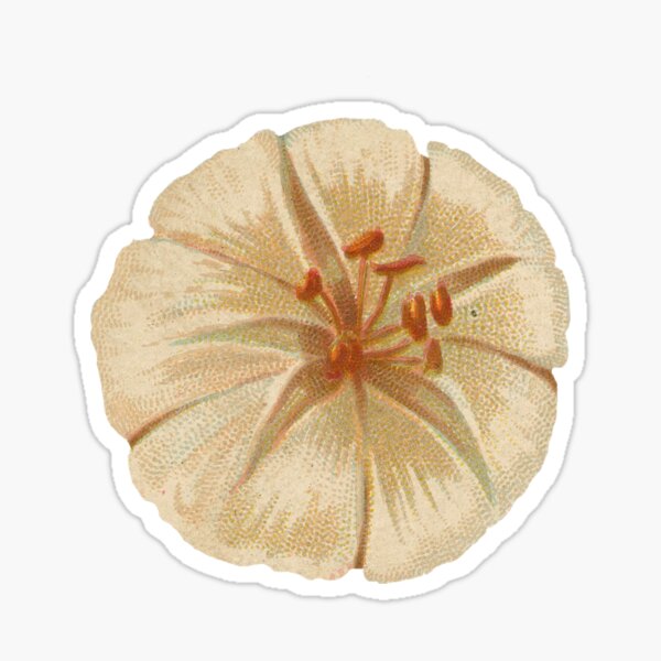 "Vintage lithography - Moonflower" Sticker for Sale by VeroBDesign ...