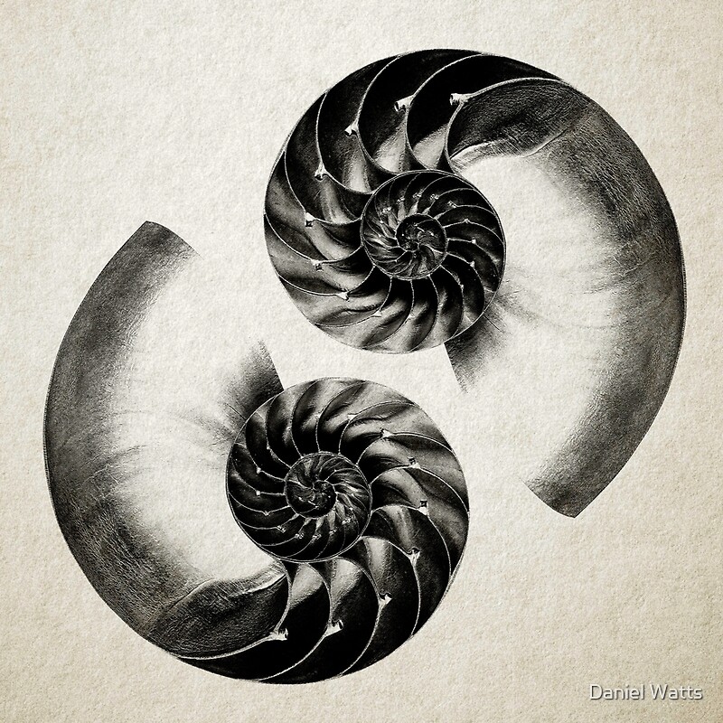"Nautilus Shell Lithograph " by Daniel Watts | Redbubble