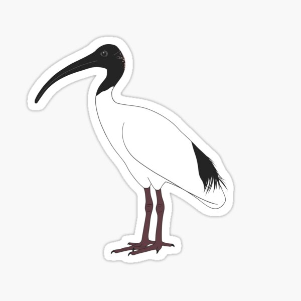 "Bin Chicken" Sticker for Sale by BinChickenBaby | Redbubble
