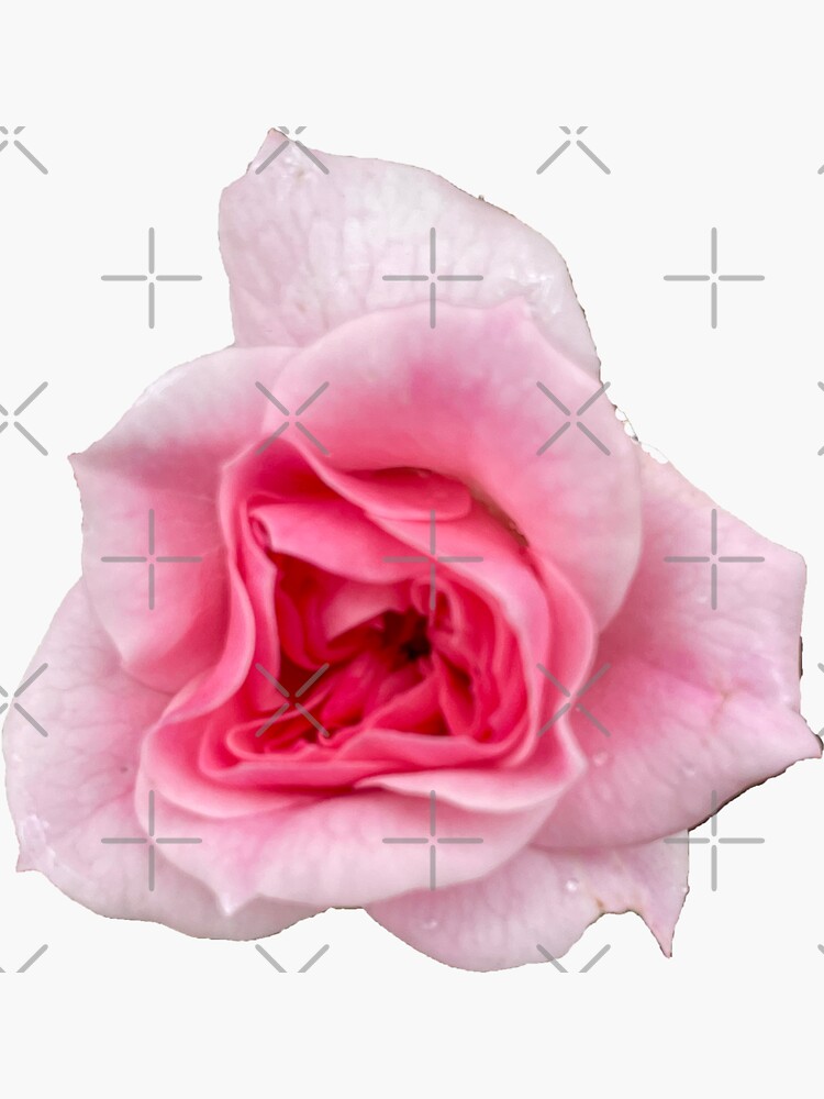 "Rosed Triangle" Sticker for Sale by KazM | Redbubble