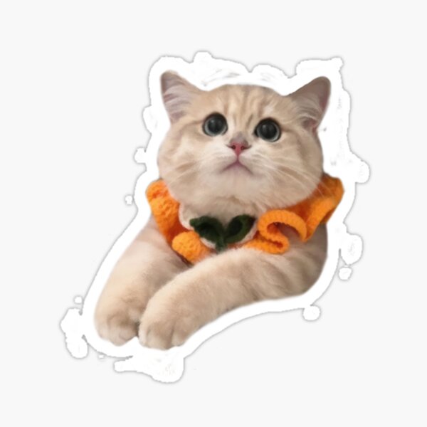 "Munchkin cat with scarf" Sticker for Sale by gina101097 | Redbubble