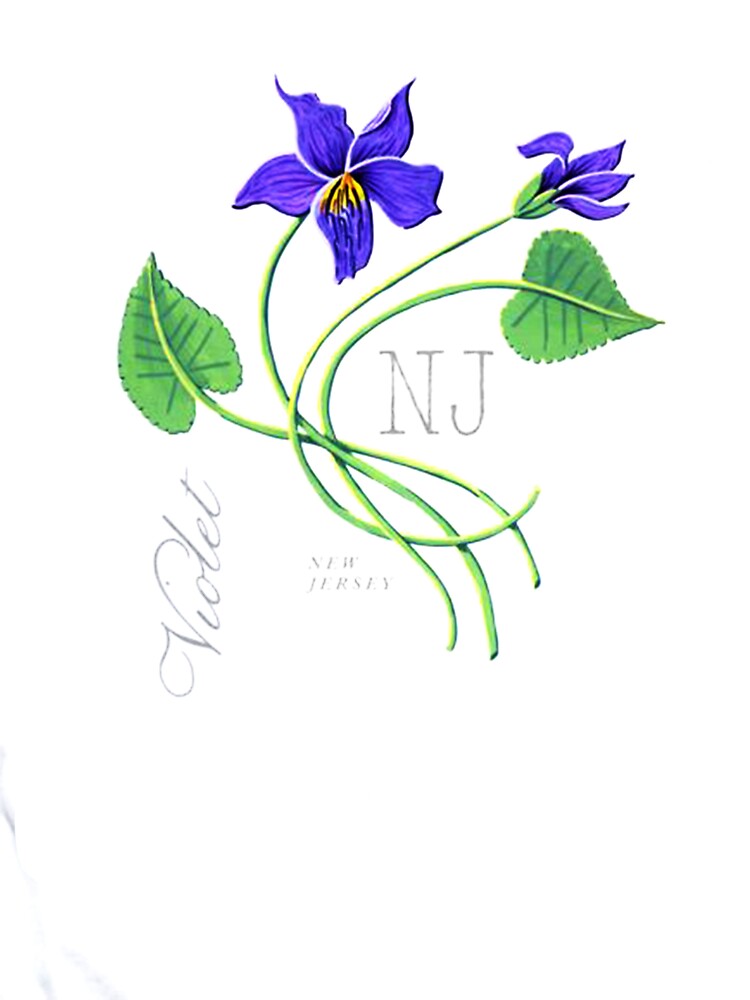 "New Jersey State Flower Violet Art by Jen Montgomeryu" Sticker for ...