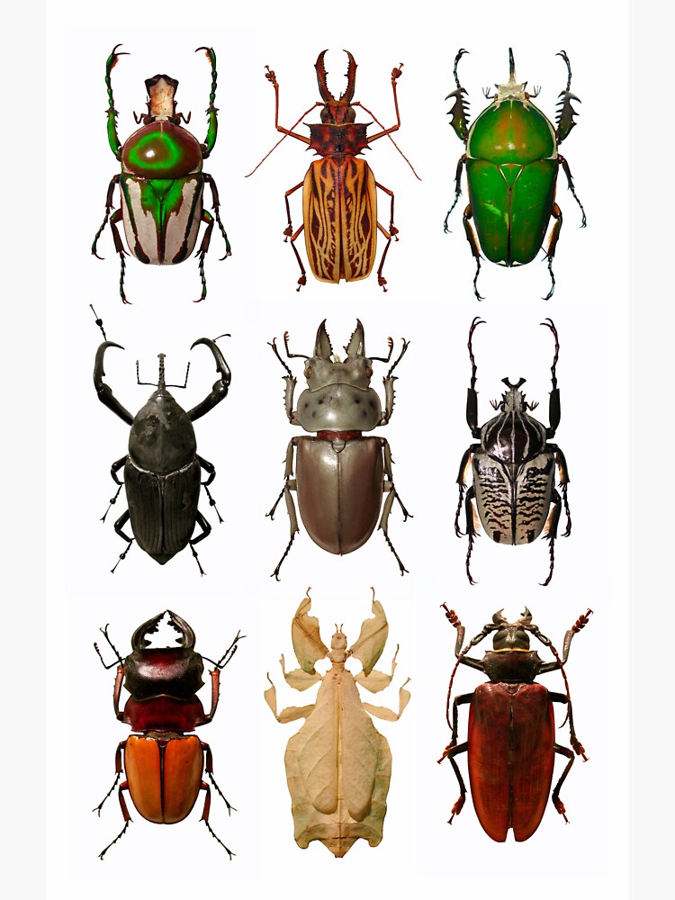 "insect beetle beetle entomology stick insect nature" Sticker for Sale ...