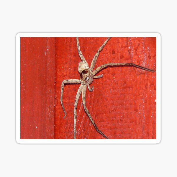 "Red wall and its tenant" Sticker for Sale by Merlinatia | Redbubble