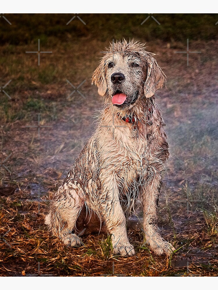 "Dogs with game face on .36" Framed Art Print for Sale by alex4444 ...