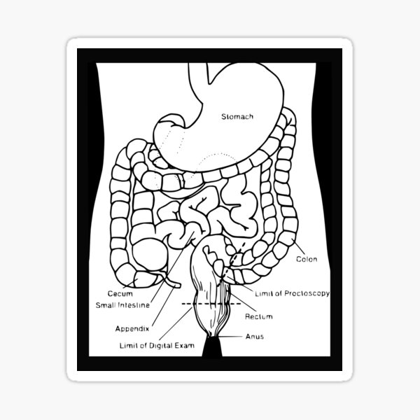 Pegatina «Copia del cuadro de anatomía del sistema digestivo» de ...