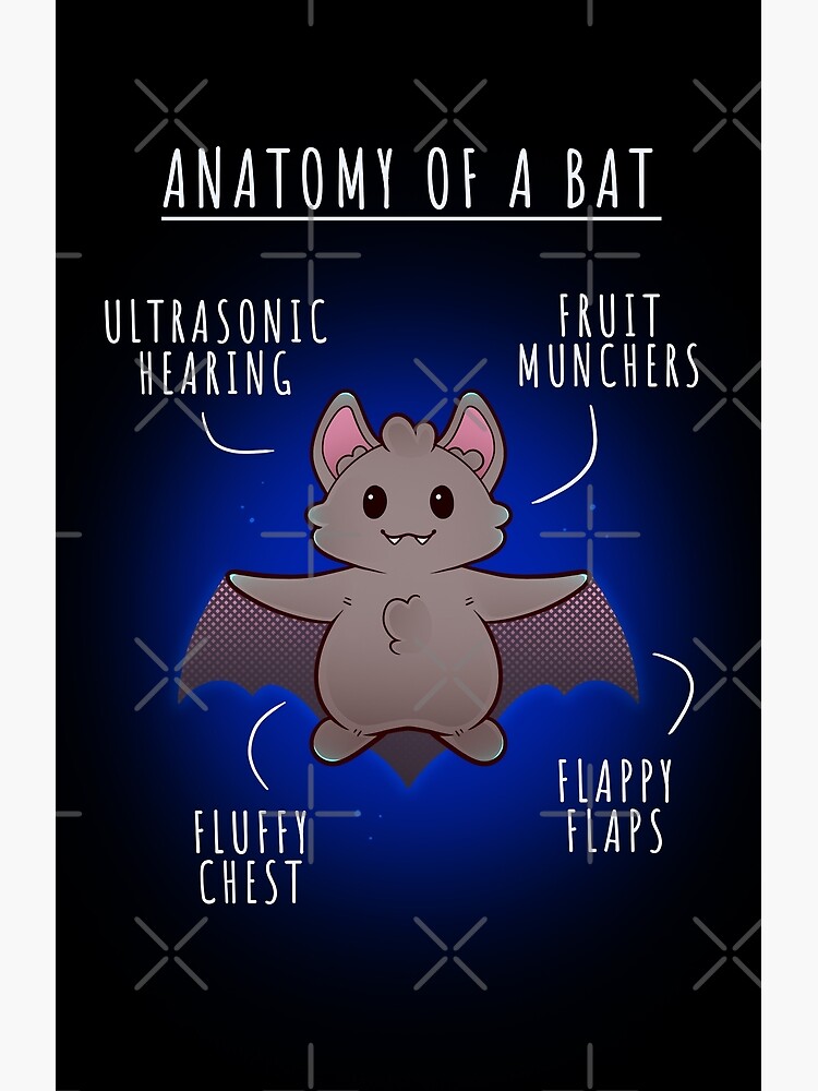 "Anatomy of a bat, Cute halloween bat" Poster for Sale by ...