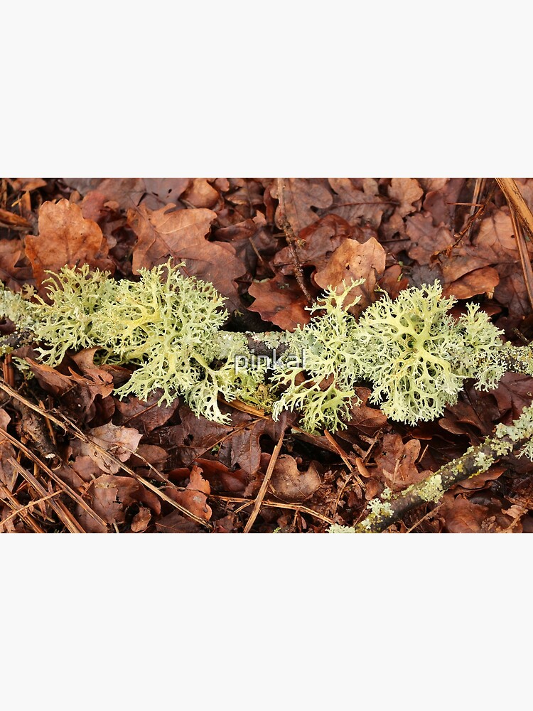 "Lichen on leaves" Poster for Sale by pinkal | Redbubble