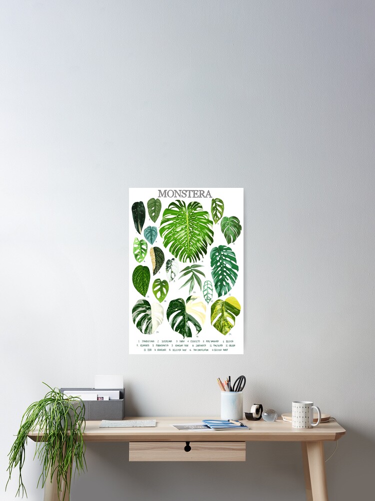 "Monstera | Types of Monstera | Plant Lover print" Poster for Sale by ...