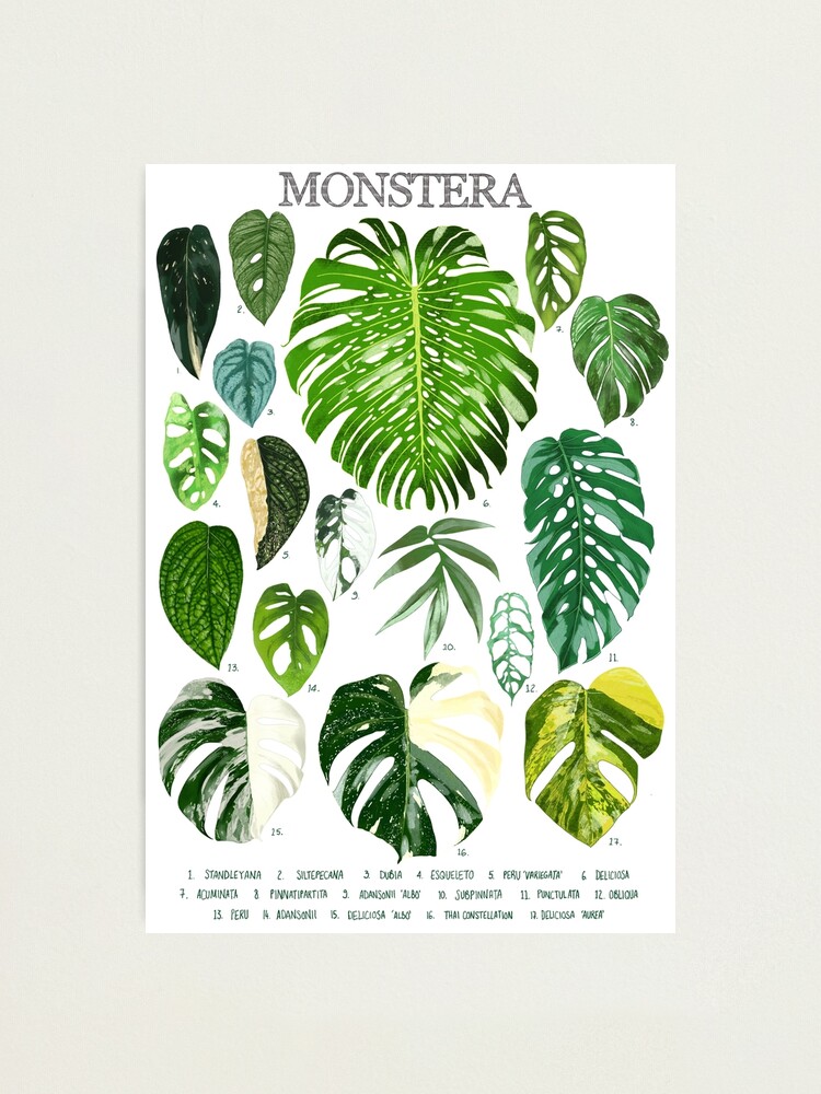 "Monstera | Types of Monstera | Plant Lover print" Photographic Print ...