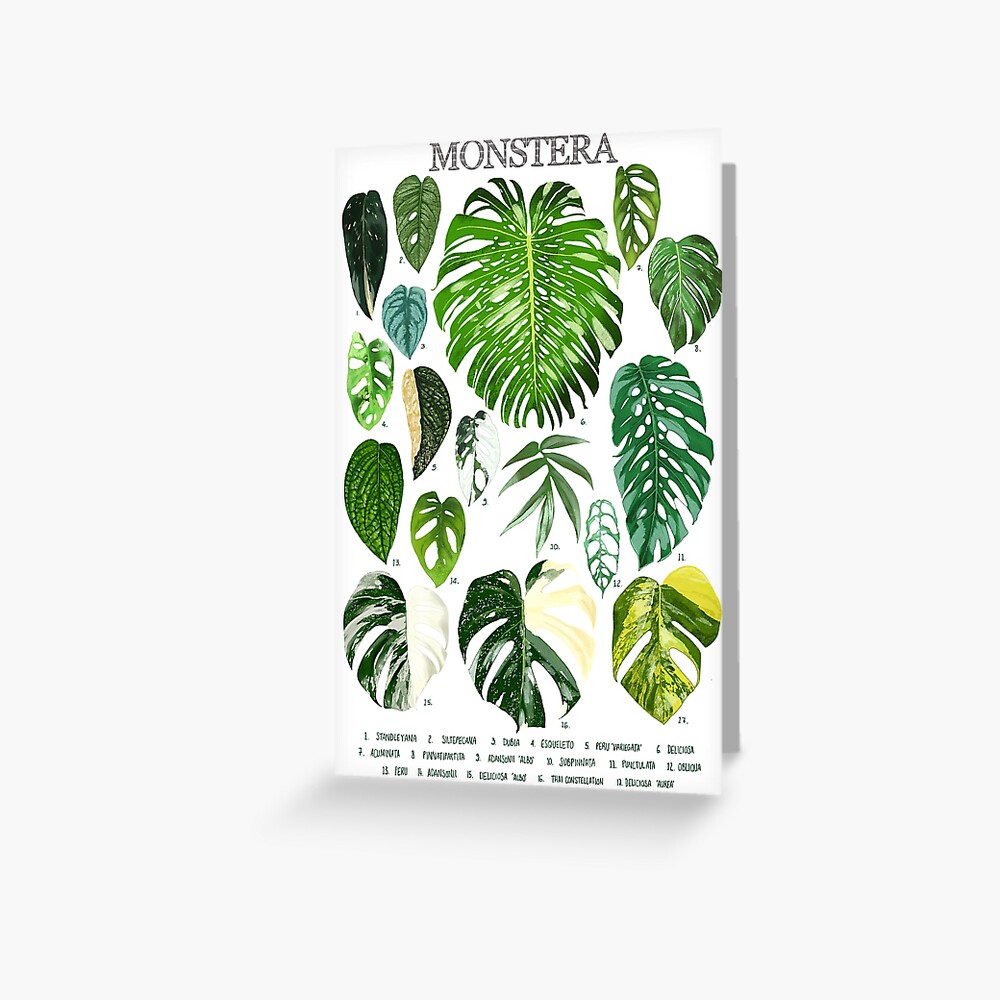 "Monstera | Types of Monstera | Plant Lover print" Greeting Card for ...