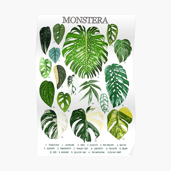 "Monstera | Types of Monstera | Plant Lover print" Poster for Sale by ...