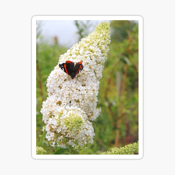 "Red Admiral Butterfly on White Buddleia" Sticker for Sale by ...