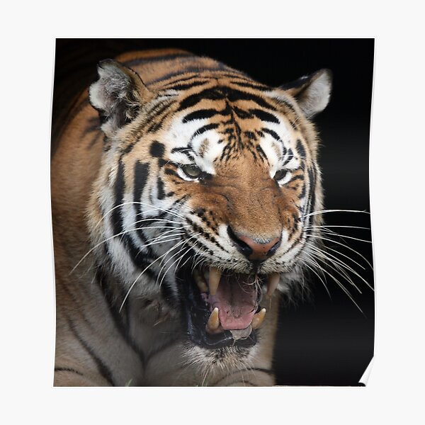 "Snarling tiger" Poster by eyecacha | Redbubble