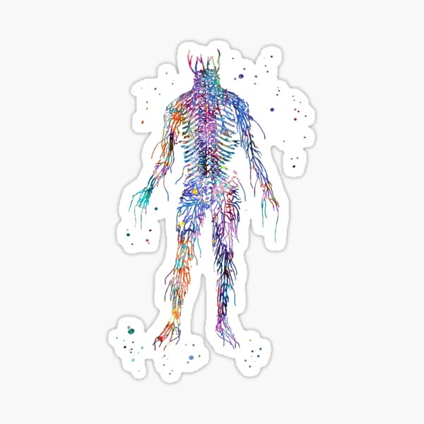 "Nervous System Anatomy" Sticker for Sale by EvasDreams | Redbubble