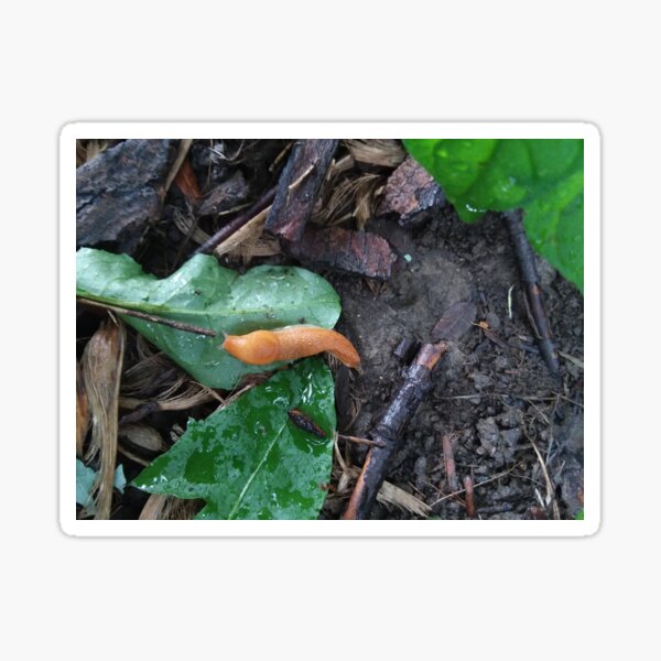 "Dusky Sluggy" Sticker for Sale by Hugrf | Redbubble