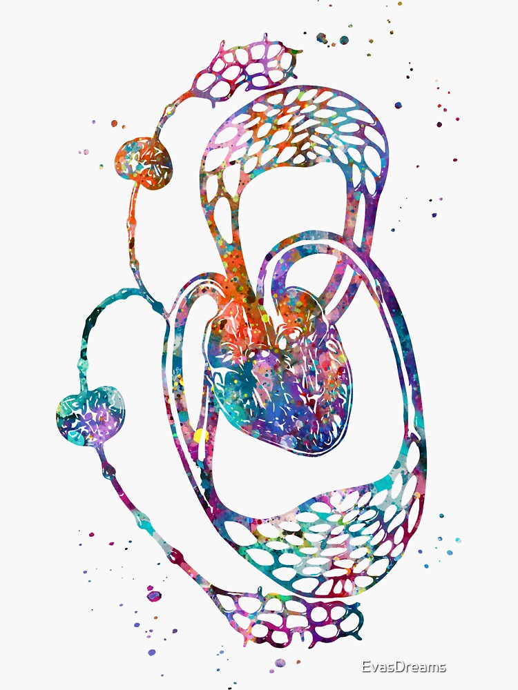 "Cardiovascular and Lymphatic Circulatory System" Sticker for Sale by ...