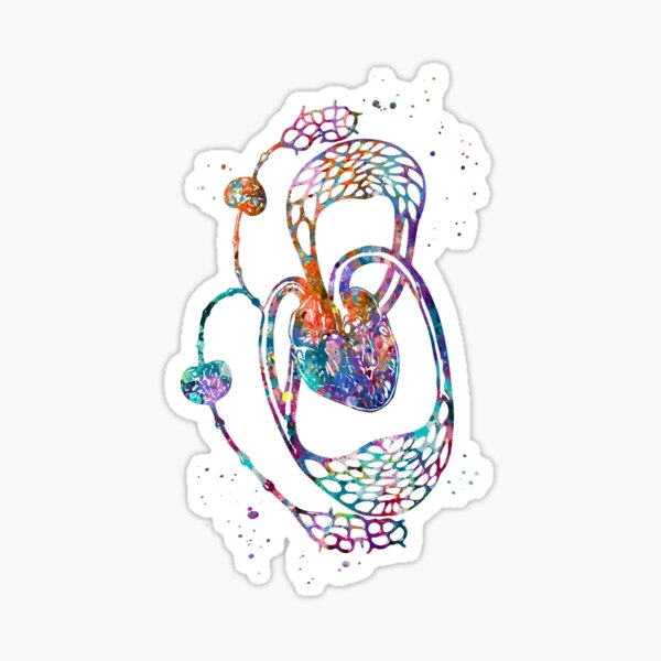"Cardiovascular and Lymphatic Circulatory System" Sticker for Sale by ...