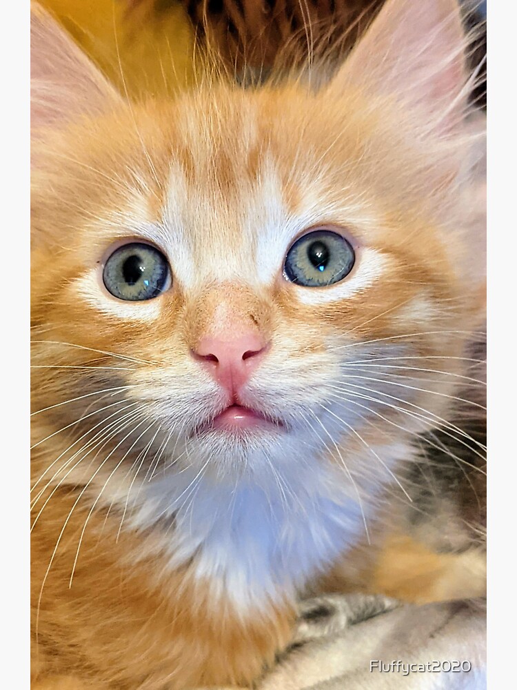 "Cute ginger tiger striped ragdoll Maine coon kitten" Sticker for Sale ...
