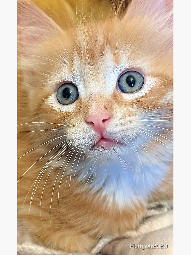 "Cute ginger tiger striped ragdoll Maine coon kitten" Poster for Sale ...