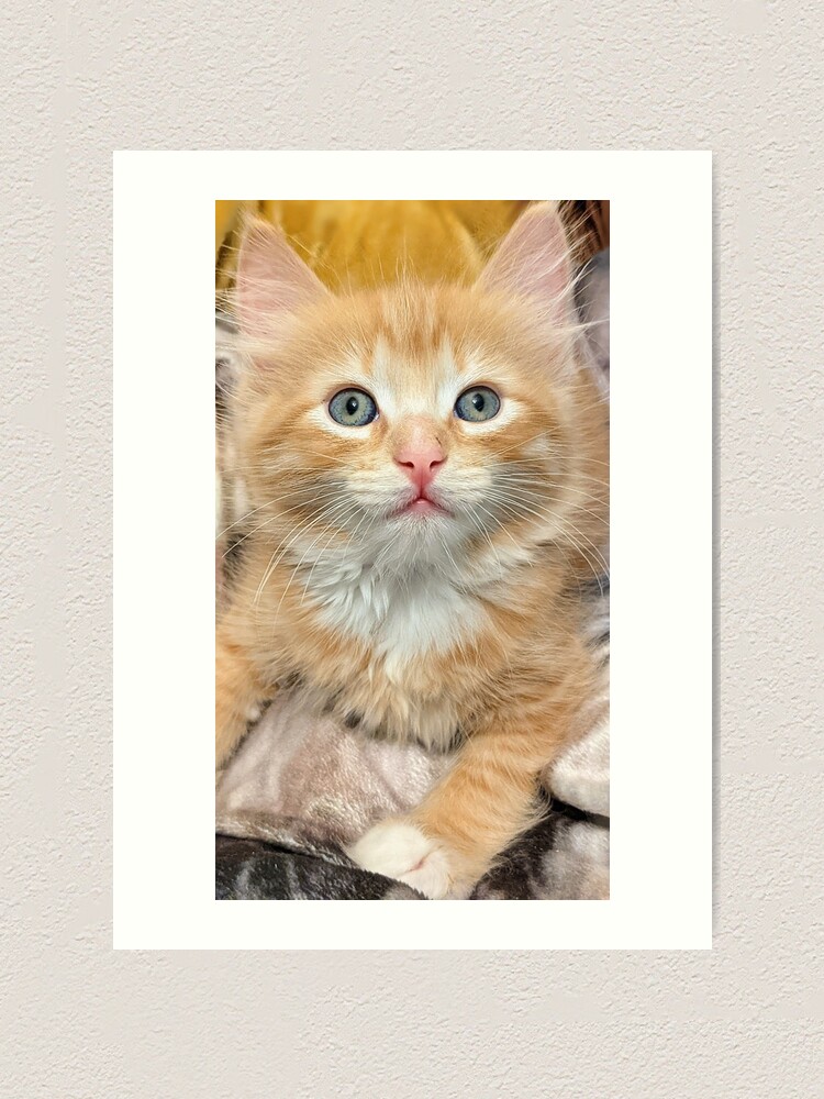 "Cute ginger tiger striped ragdoll Maine coon kitten" Art Print for ...