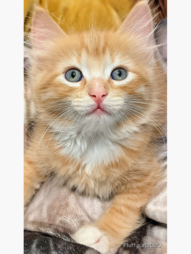 "Cute ginger tiger striped ragdoll Maine coon kitten" Art Print for ...