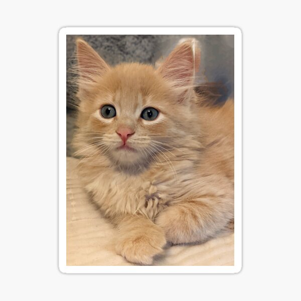 "Cute ginger tiger striped ragdoll Maine coon kitten" Sticker for Sale ...