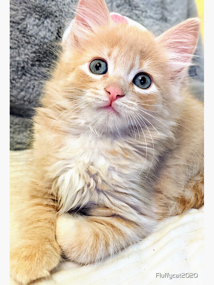 "Cute ginger tiger striped ragdoll Maine coon kitten" Sticker for Sale ...