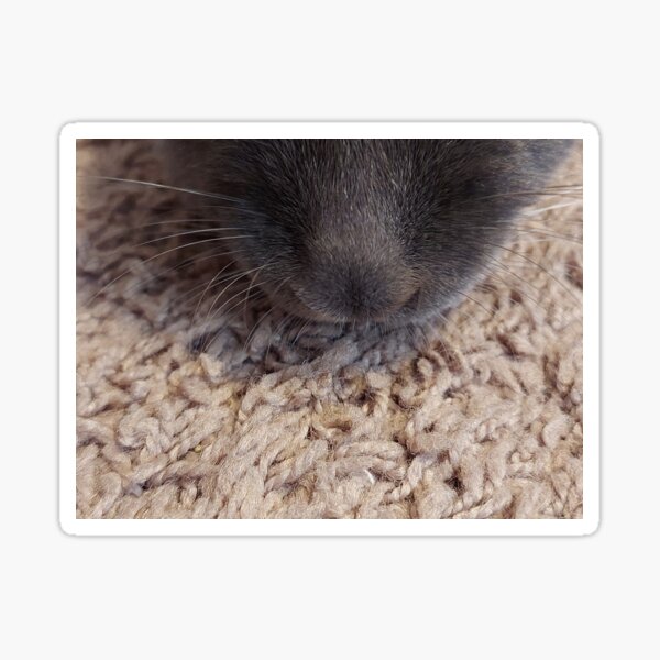 "Snoot" Sticker for Sale by GentleSketchie | Redbubble