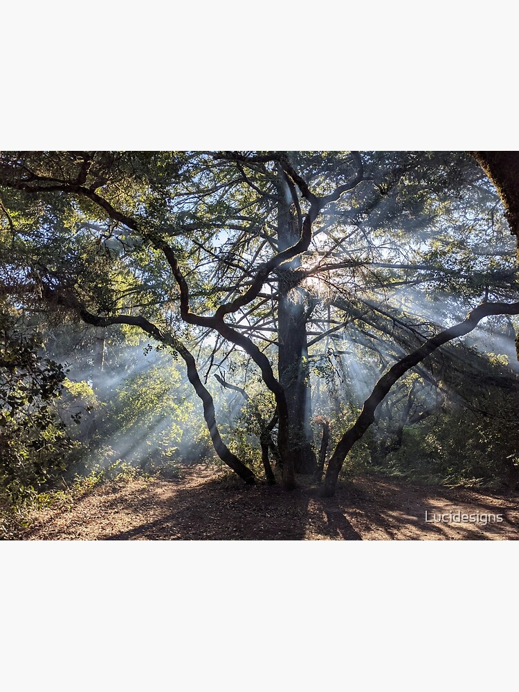"Sun Rays Through Forest Trees - Nature Aesthetic Photography in Henry ...