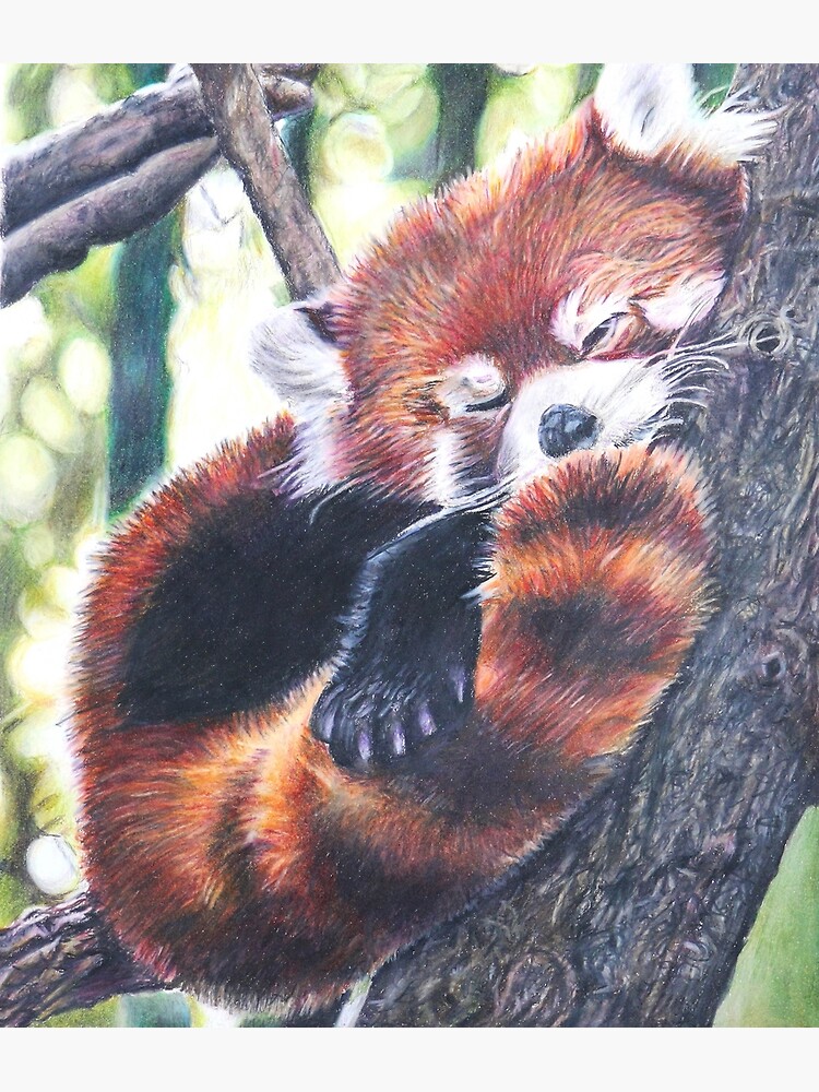 "Sleeping Red Panda Drawing" Poster for Sale by kitslam | Redbubble