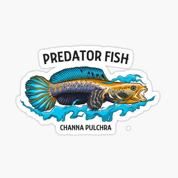 "Predator Fish Channa Pulchra" Sticker for Sale by xrowsz | Redbubble