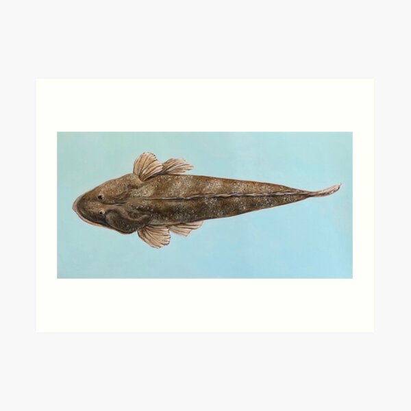 "Flathead fish" Art Print for Sale by chrishobel | Redbubble