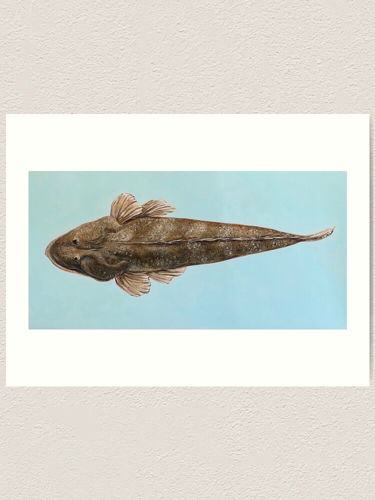 "Flathead fish" Art Print for Sale by chrishobel | Redbubble