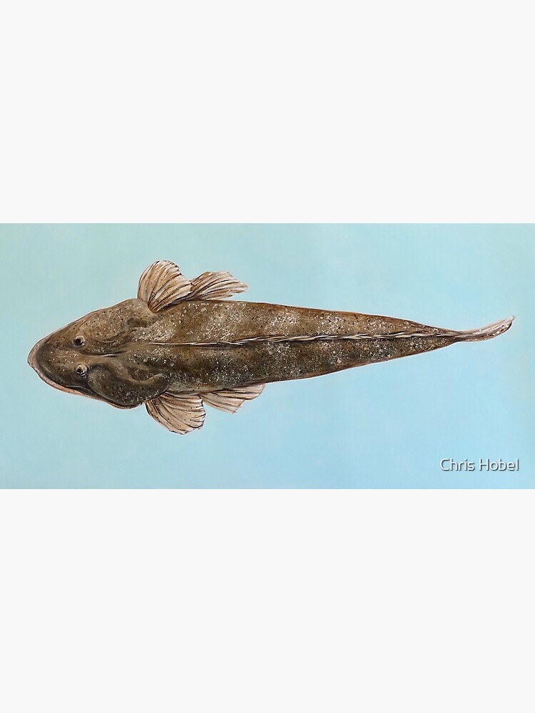 "Flathead fish" Art Print for Sale by chrishobel | Redbubble