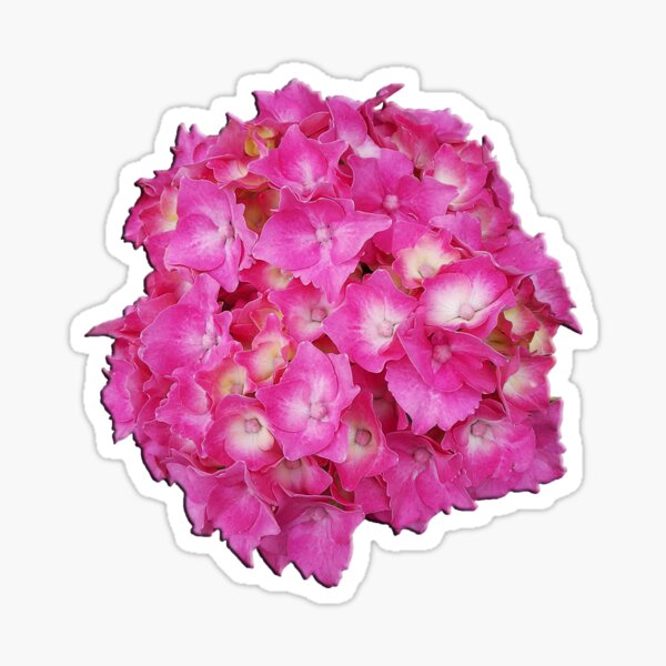 "Hydrangea" Sticker by appfoto | Redbubble