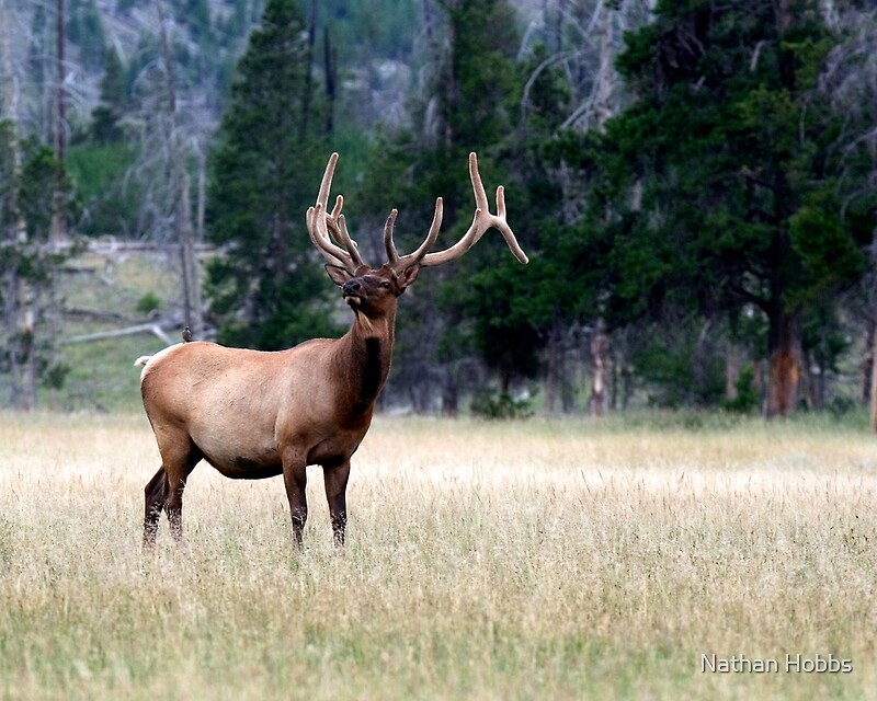 "A Bold Posture" by Nathan Hobbs | Redbubble