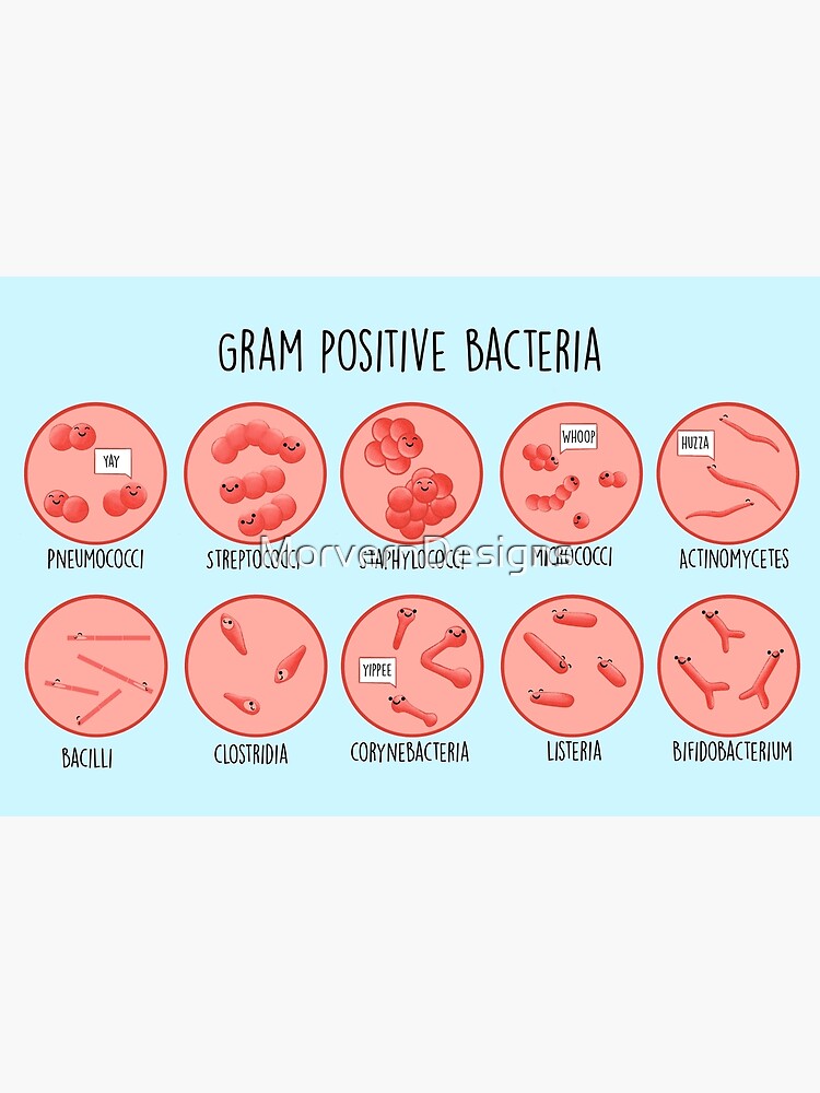 "Gram Positive Bacteria " Poster for Sale by MorvernDesigns | Redbubble