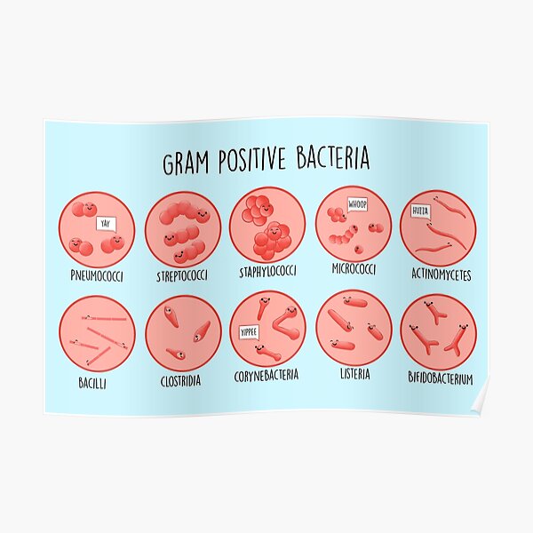 "Gram Positive Bacteria " Poster for Sale by MorvernDesigns | Redbubble