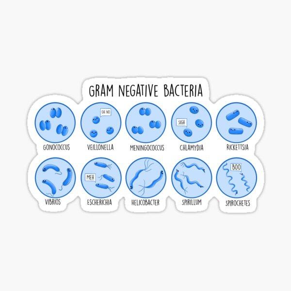 "Gram Negative Bacteria " Sticker for Sale by MorvernDesigns | Redbubble