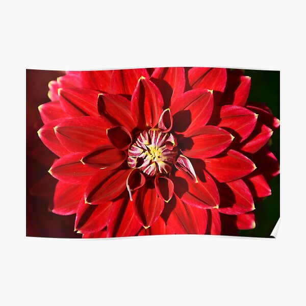 "Red Dahlia" Poster for Sale by rmyerphoto | Redbubble